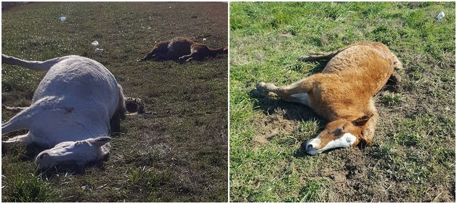 RUTA 11: Aparecieron cinco caballos muertos a balazos
