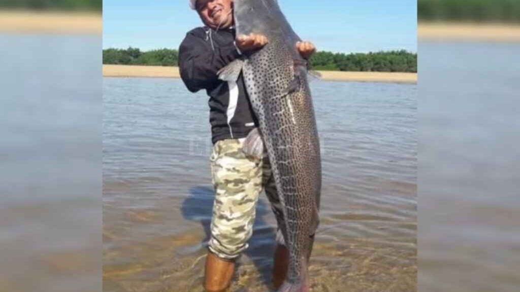 ᐈ Capturaron un impresionante surubí de 40 kilos