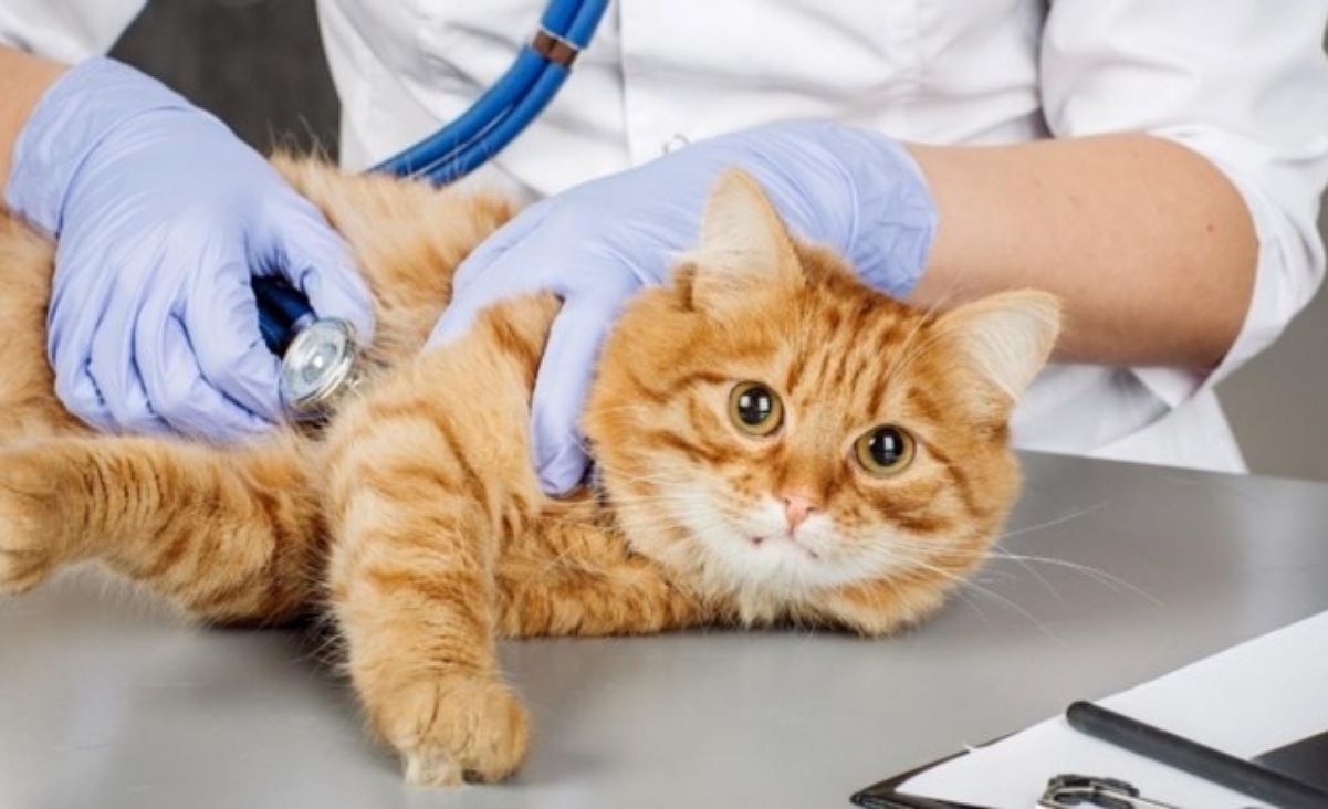ᐈ Cuánto sale castrar un gato en Argentina 2026