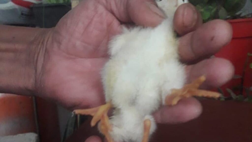Dolores: Nació un pollito con cuatro patas