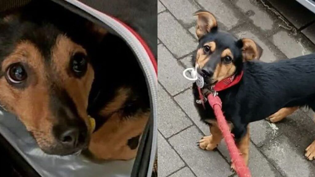 ᐈ El perro "Coco" finalizó la cuarentena en Ezeiza y será liberado