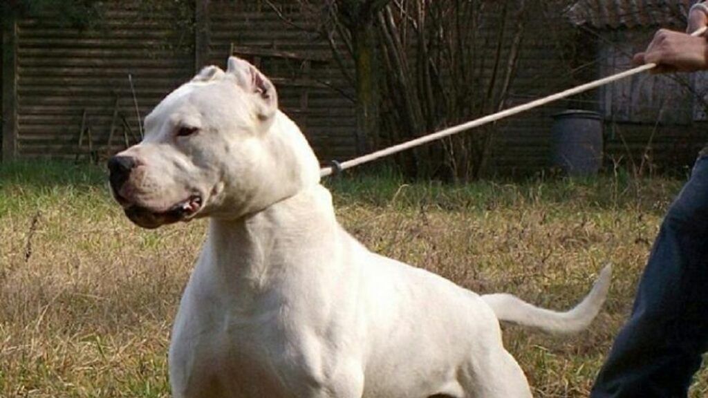 Genética y Origen del Dogo Argentino: ¿Cómo surgió la raza?
