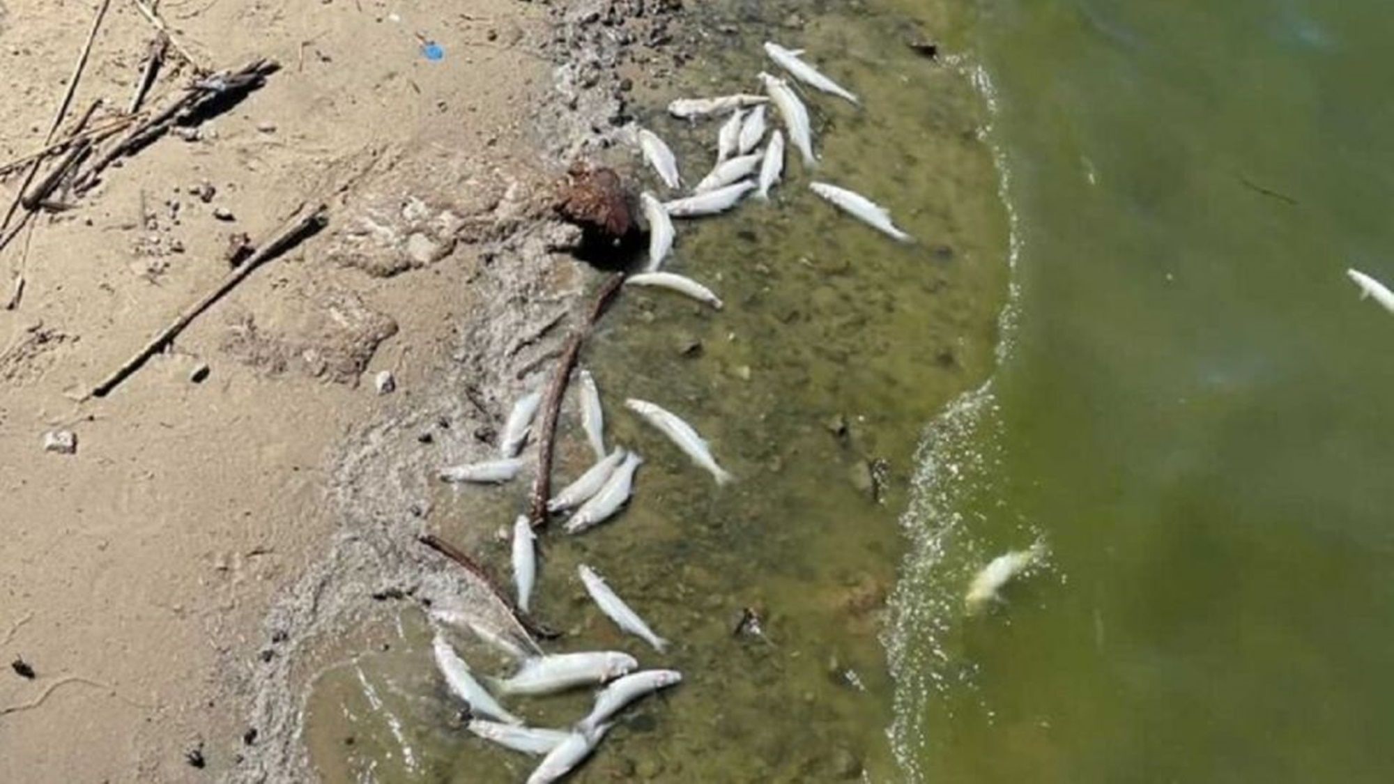 Los efectos de la sequía: Gran cantidad de peces aparecieron muertos en ...