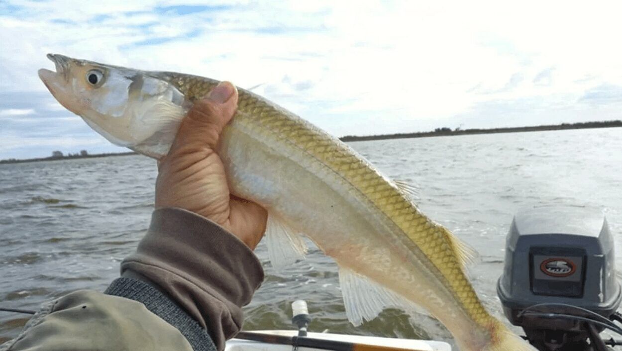 Rige la veda de pesca de pejerrey en toda la Provincia de Buenos Aires